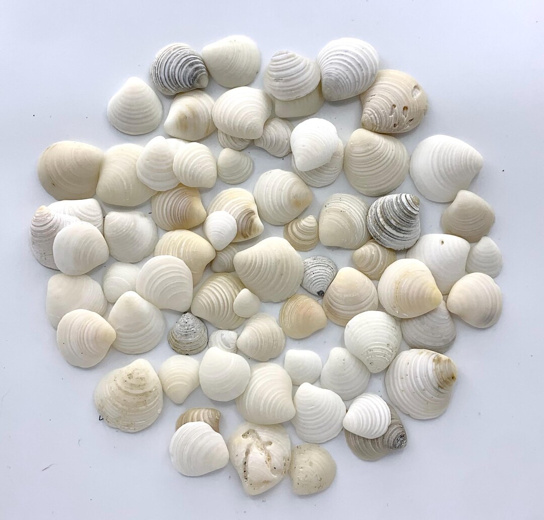 White Sea Shells for Wedding Decor | Astarte Clams - Natural Clam ...