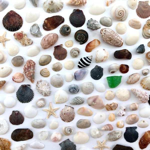 Tiny Seashells - Etsy