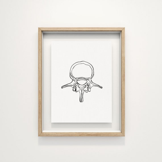 Spine Bone Drawing
