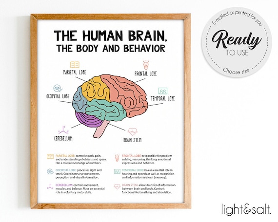 Psychology Brain Diagram