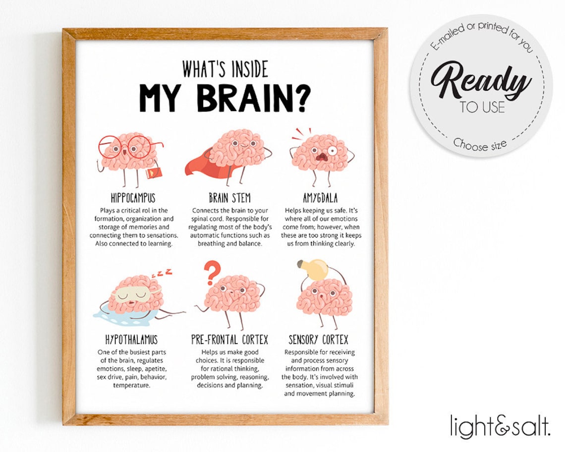 Brain Poster Psychology Poster the Human Brain Anatomy | Etsy