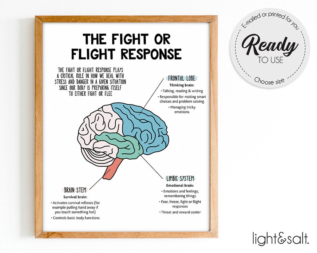 The Fight or Flight Response to the Brain, Brain Anatomy, Psychology ...