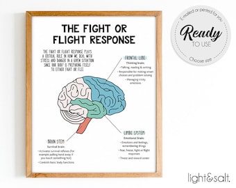 Fight Or Flight Response Brain