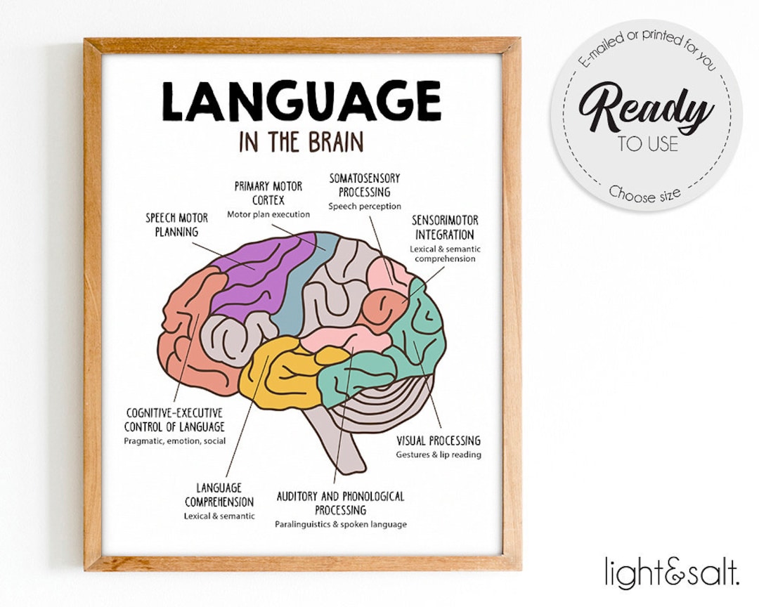 Language in the Brain Poster, SLP Poster, Speech Therapy Room Decor ...