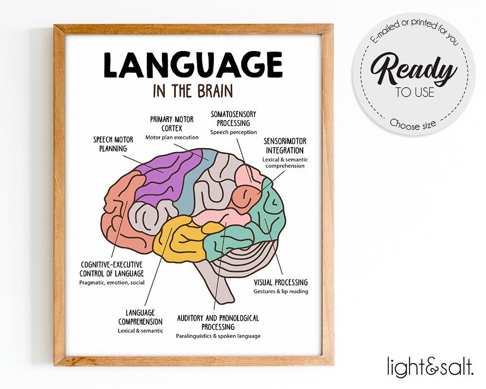 Language in the Brain Poster SLP Poster Speech Therapy Room - Etsy Canada