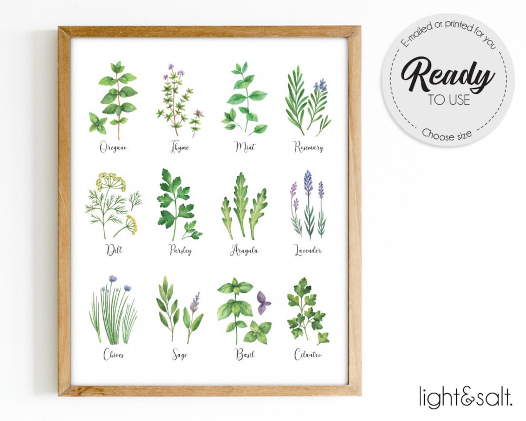 Herbs and Spices Watercolor Kitchen Wall Art Poster, Botanical Chart ...