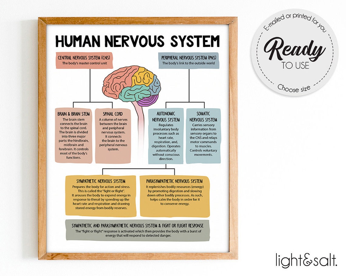 The Human Nervous System Poster, the Fight or Flight Response, Brain ...