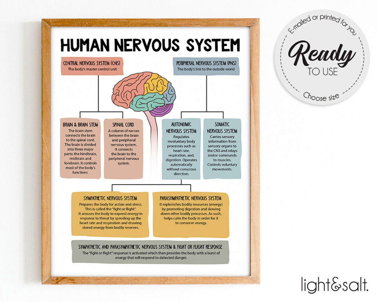 The Human Nervous System Poster, the Fight or Flight Response, Brain ...