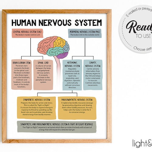 The Human Brain Poster Brain Anatomy & Psychology Mental - Etsy Australia