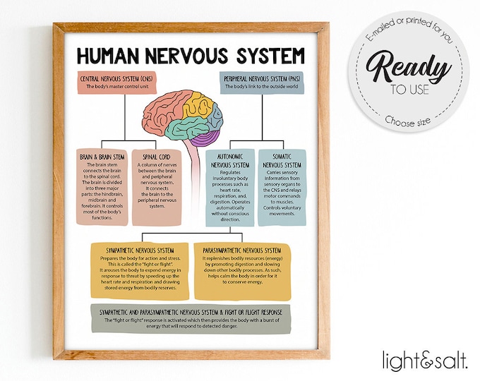 The Human Nervous System, Fight or Flight Response, Human Brain Anatomy ...
