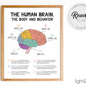 The Human Brain Poster Brain Anatomy & Psychology Mental - Etsy