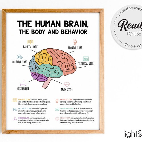 Trauma Responses Poster Mental Health Poster Therapy Office - Etsy