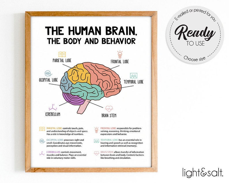 The Human Brain Poster Brain Anatomy & Psychology Mental - Etsy