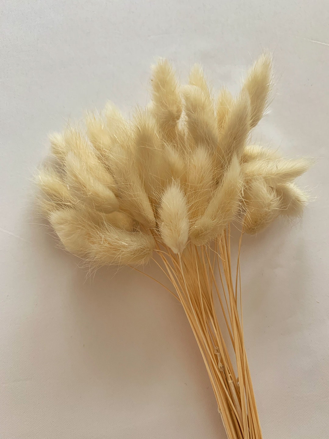 Dried Lagurus Natural 50 Pieces - Etsy