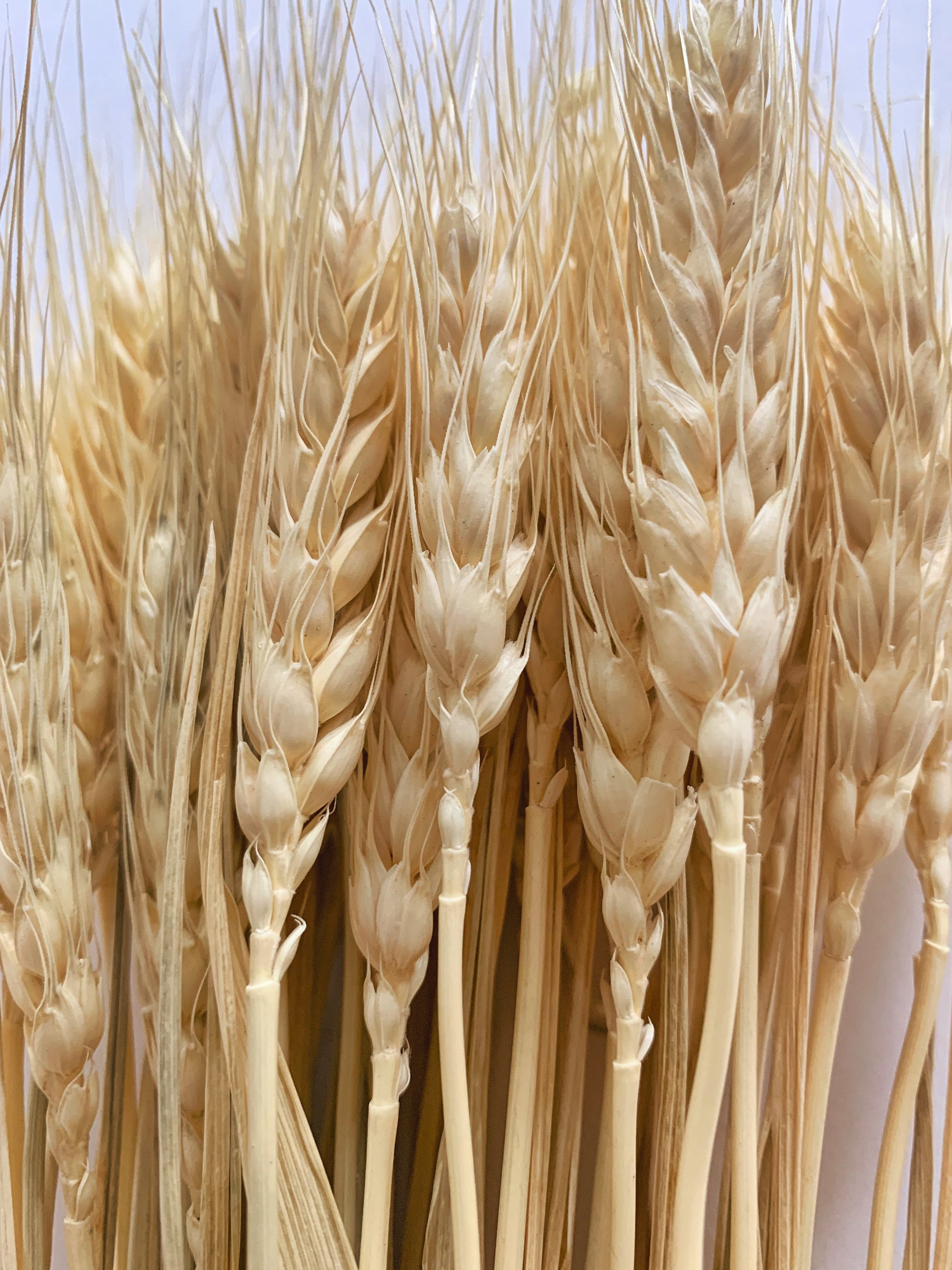 Dried Wheat Natural 50 Pieces - Etsy UK