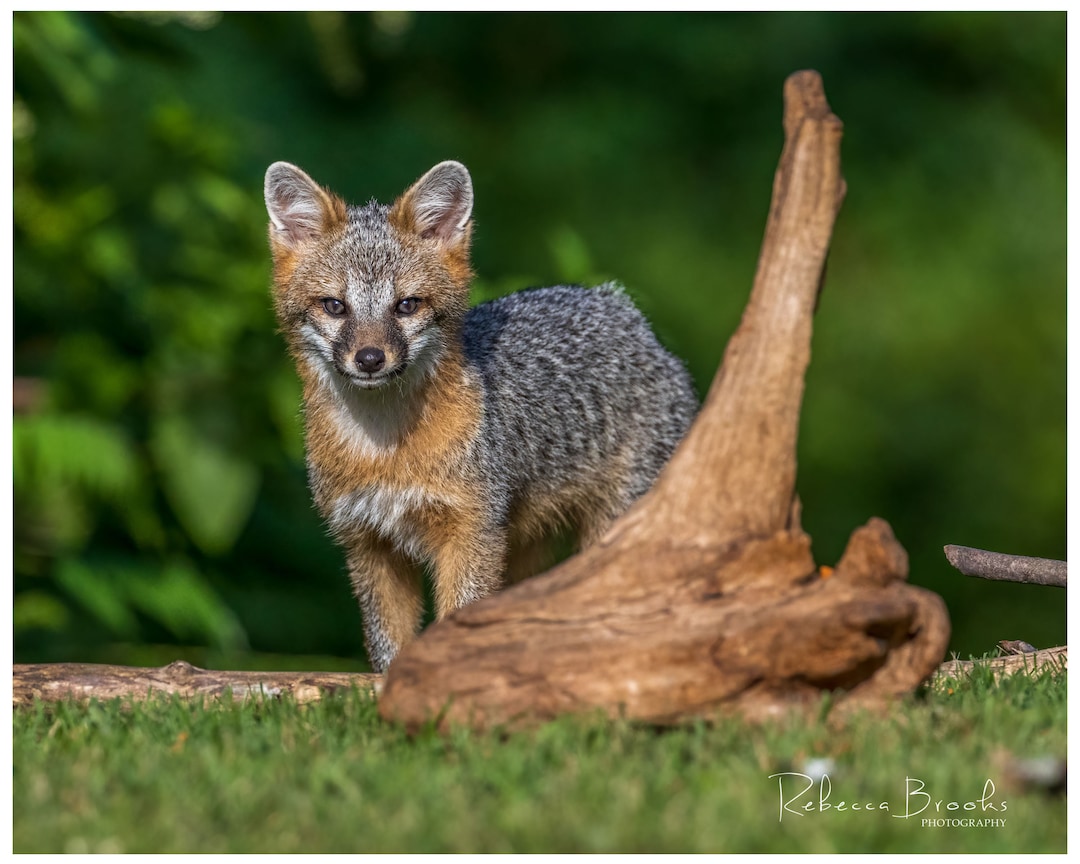 Grey Fox Kit Exploring, Grey Fox Kit Photography, Fox Lover Gift, Grey ...
