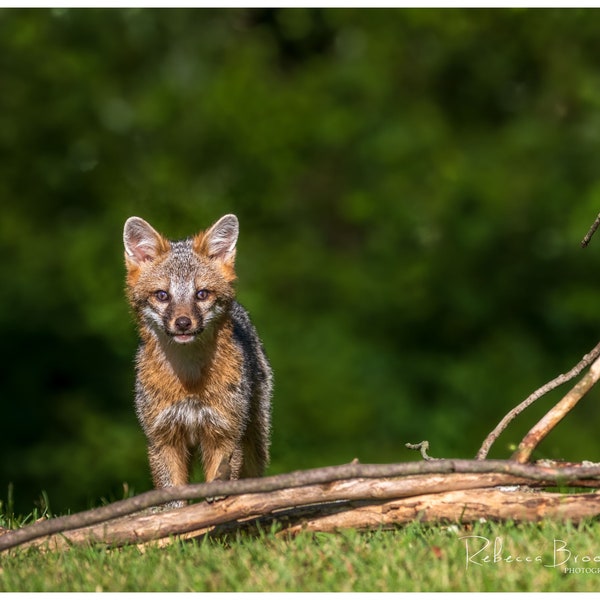 Gray Fox - Etsy