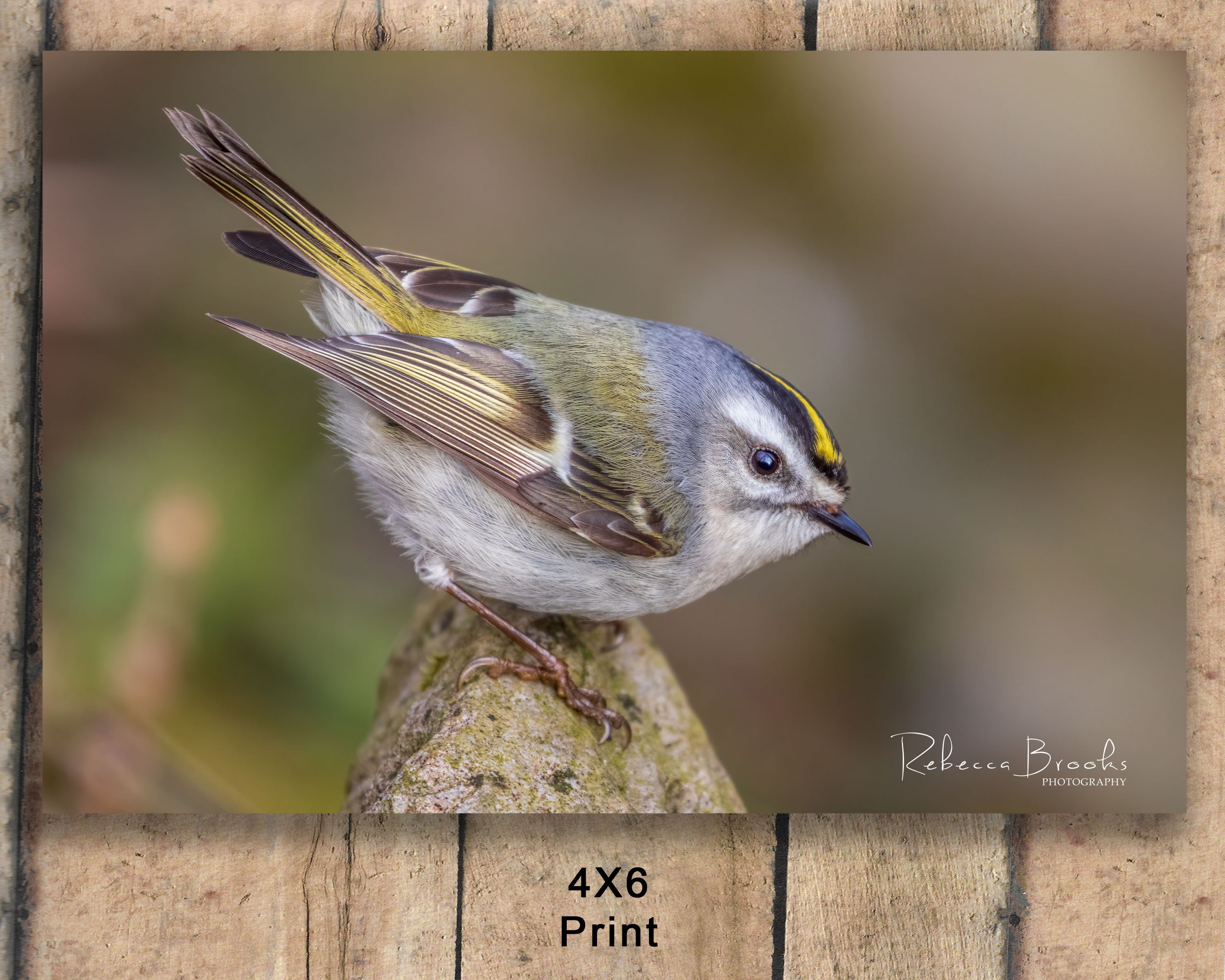 Golden Crowned Kinglet Bird Photo Print, Ornithology Bird Lover, Bird ...