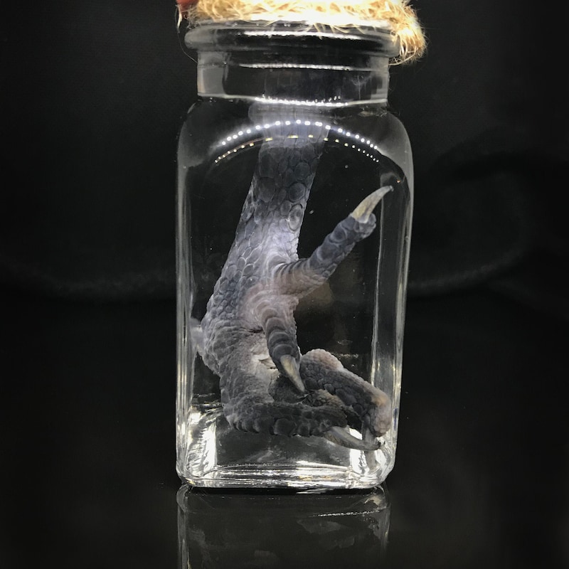 Human Oddities - Etsy