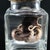 Blue Octopus Wet Specimen on Gothic Stand Oddities Collector Unique ...