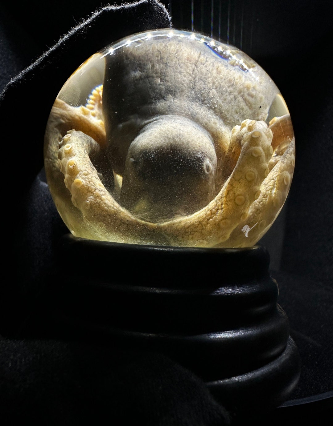 Cute Octopus Wet Specimen in a Glass Orb, Curiosities Collection ...