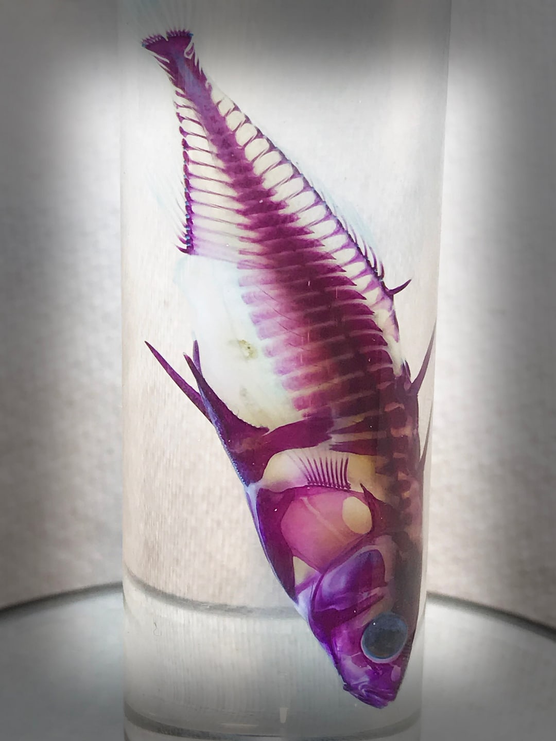 Large Diaphonized Fish Wet Specimen Oddity Stickleback in a Glass Vial ...