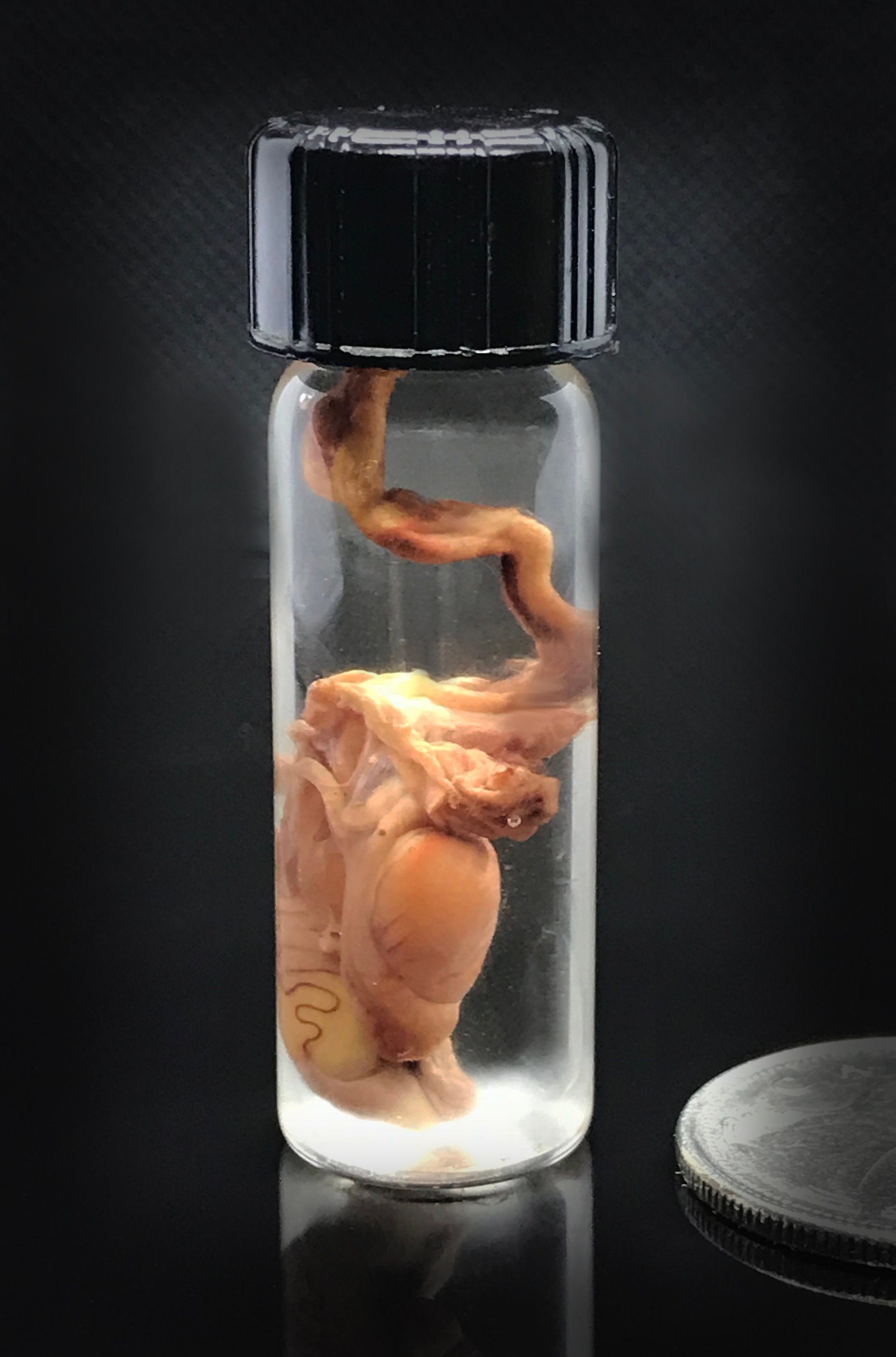 Real Rat Testicles and Penis- Wiccan Ingredients-curiosities-taxidermy ...