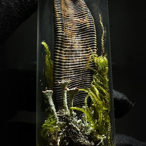 Leech Jar - Oddities Collectors Gift - Real Preserved Leech With ...