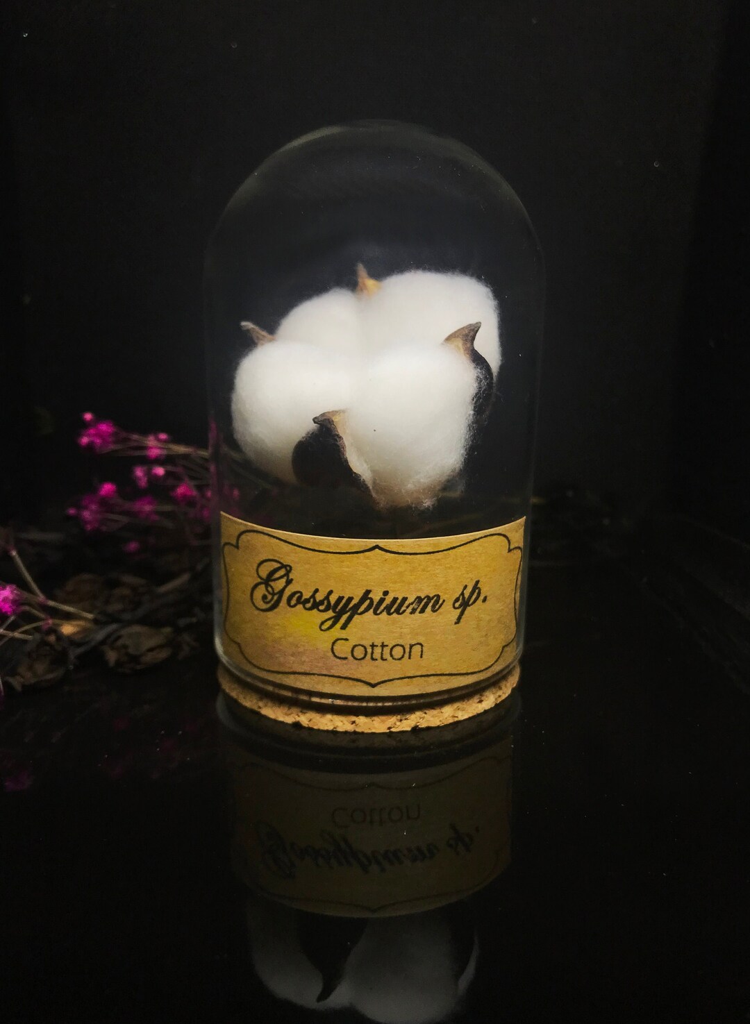 Oddity Gift for Second Anniversary Cotton Seed Flower in a Glass Dome ...