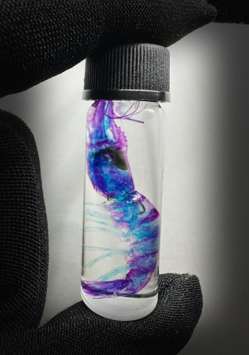 New Rare Diaphonized Shrimp Wet Specimen in Purple and Blue - Etsy