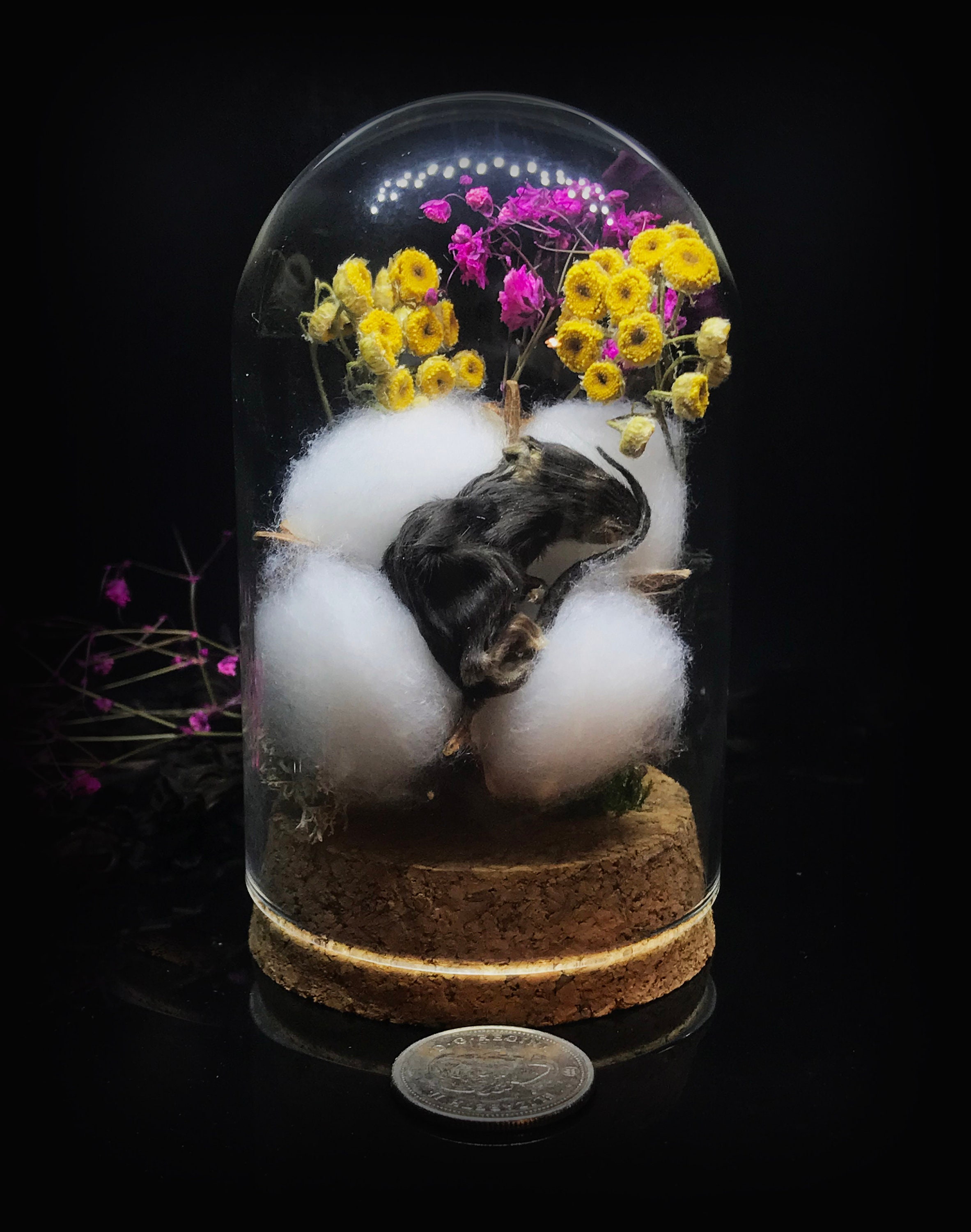 Oddity | Adorable Little Baby Mouse Sleeping in a Glass Dome ...