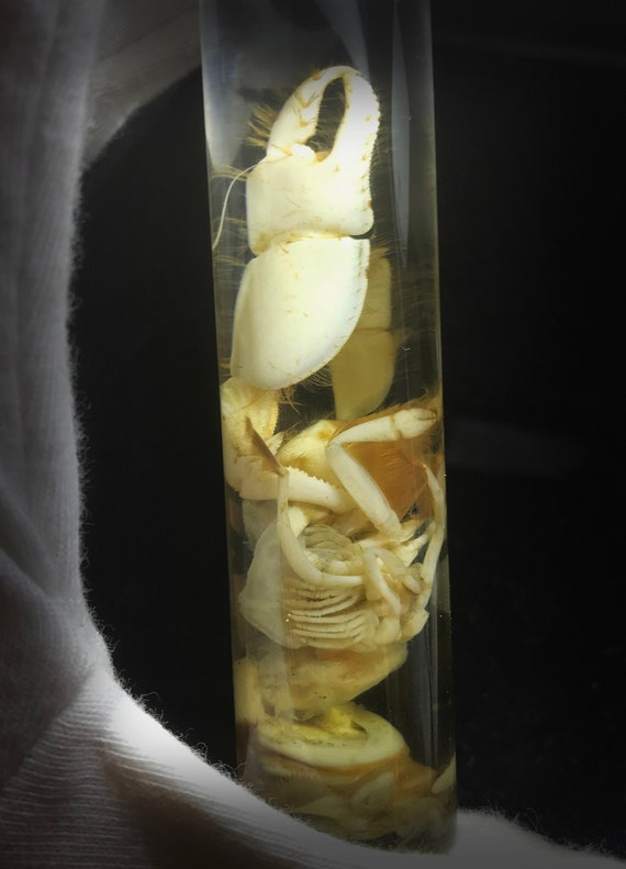 Chaetopterus Specimen