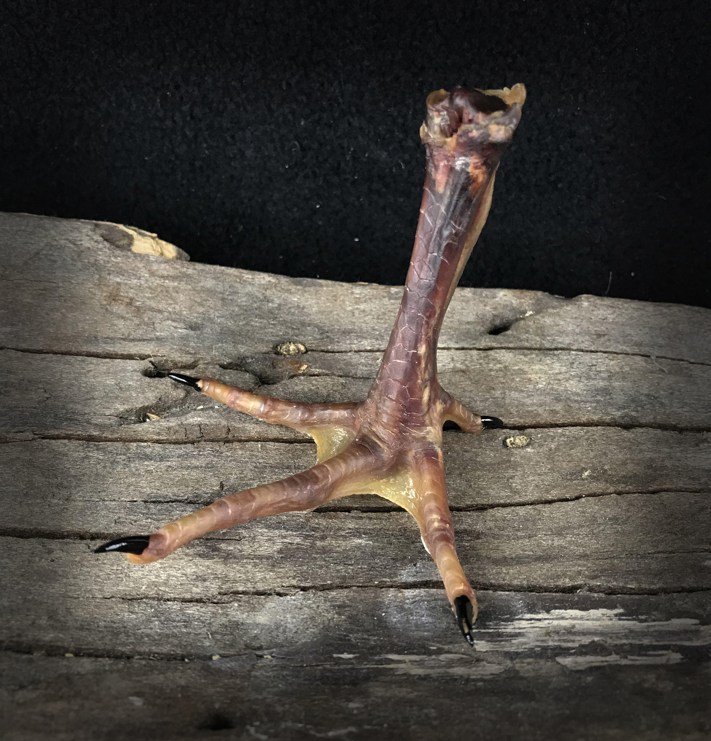 Mummified Cockerel Foot Curiosity Salvaged Specimens - Etsy