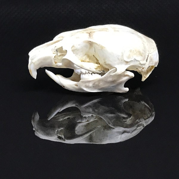 Real Rat Skull - Etsy