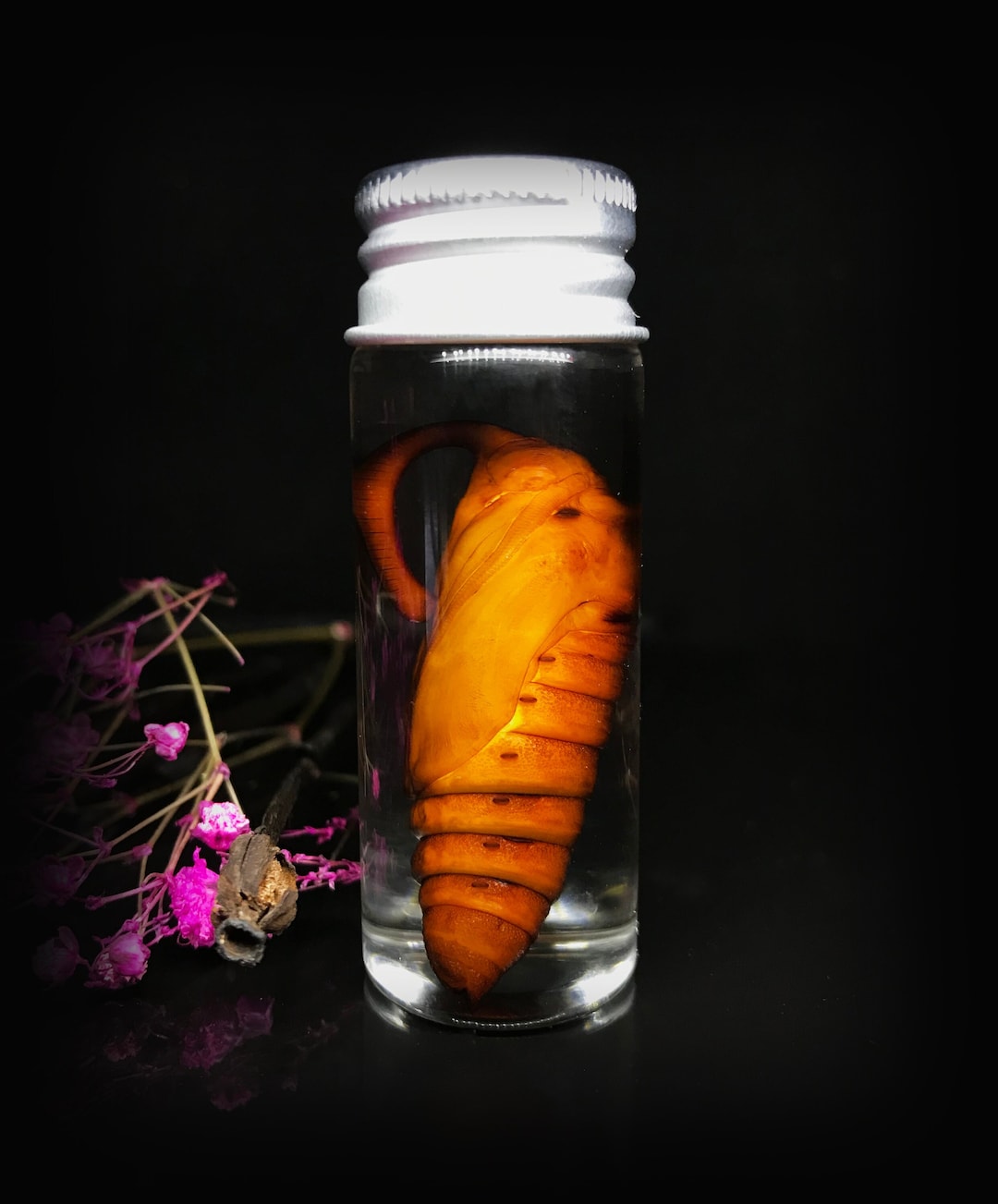 Rare! Moth Pupa Curiosity Preserved Specimen - Insect Taxidermy ...