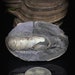 Dragon Tooth Dome - Real Dinosaur Tooth 70+ Million Years Old ...