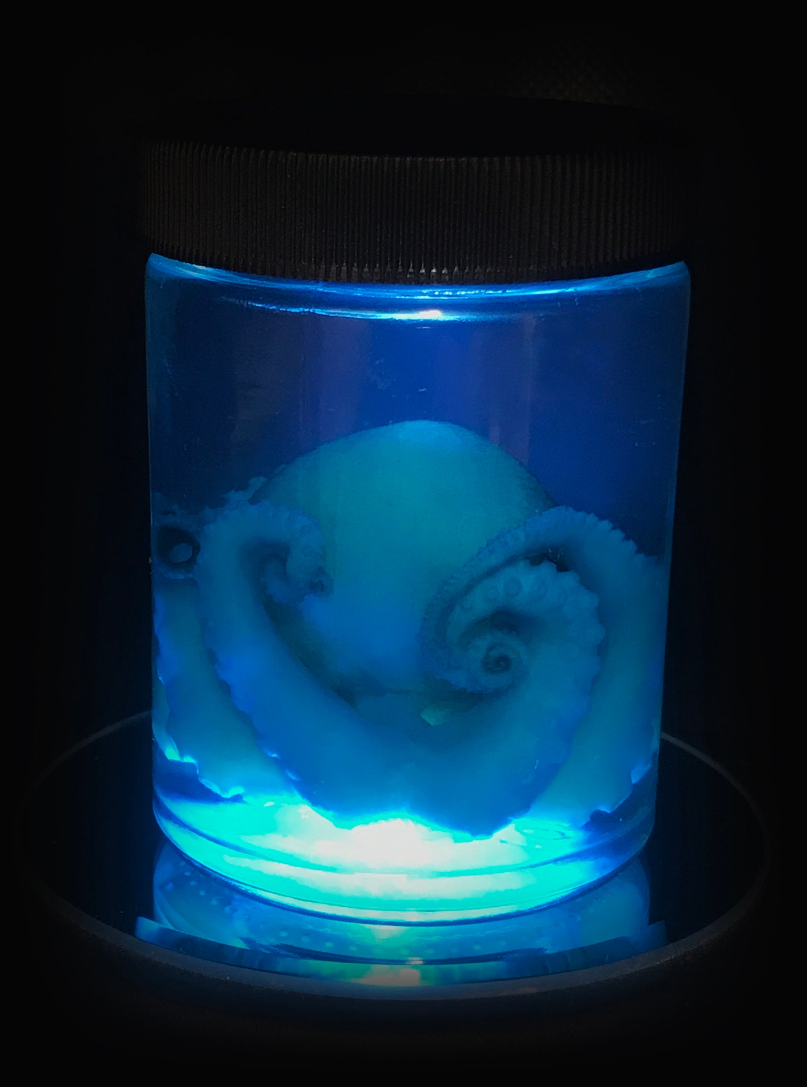 Large BLUE Baby Octopus Rare Wet Specimen Curiosity - Etsy