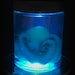 Large BLUE Baby Octopus Rare Wet Specimen Curiosity - Etsy