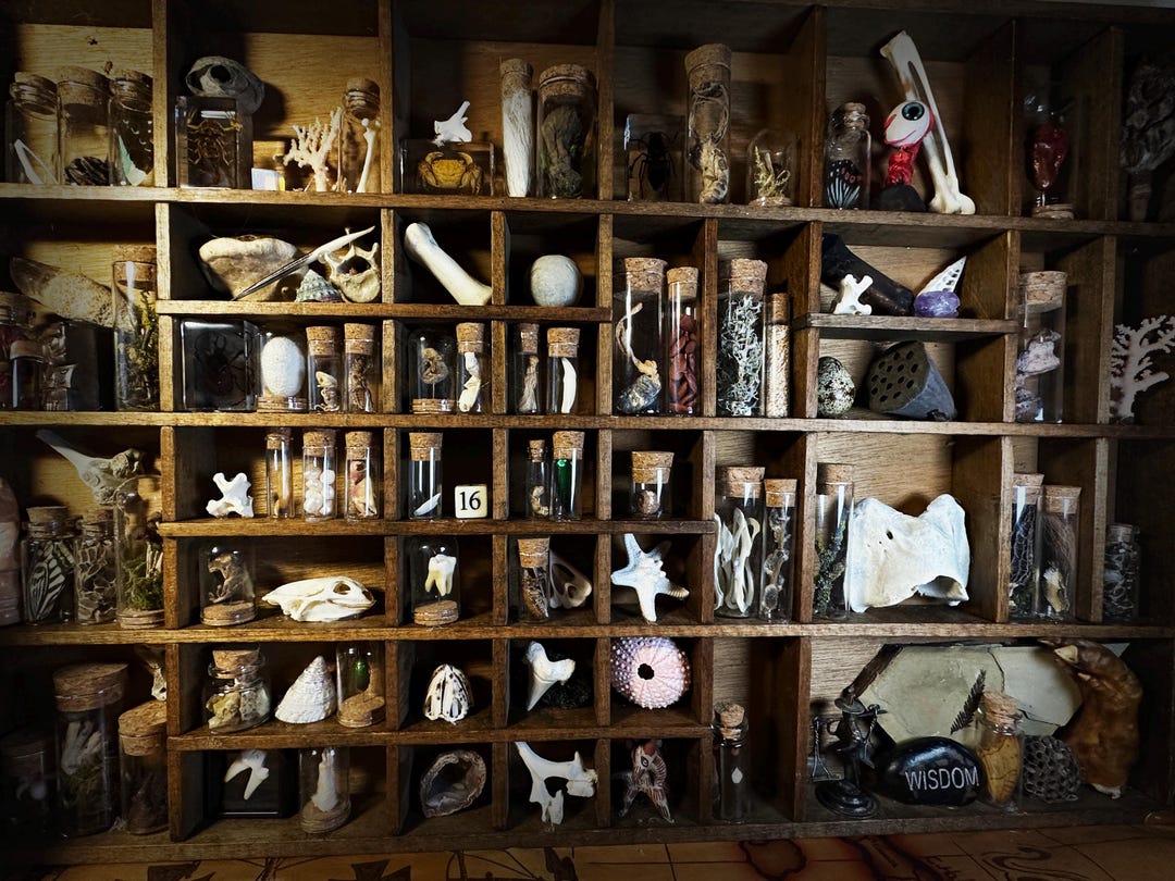 Oddities Vulture Culture Mystery Gift Box of Bones and More With ...