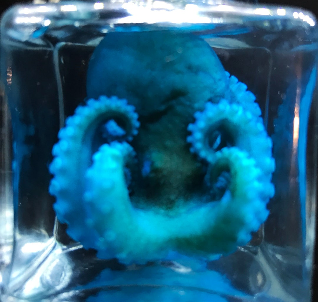 Cute BLUE Octopus in a Jar - Rare Wet Specimen Curiosity - Steampunk ...
