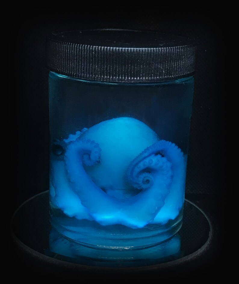 Large BLUE Baby Octopus Rare Wet Specimen Curiosity - Etsy