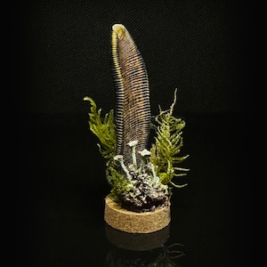 Leech Jar - Oddities Collectors Gift - Real Preserved Leech With ...
