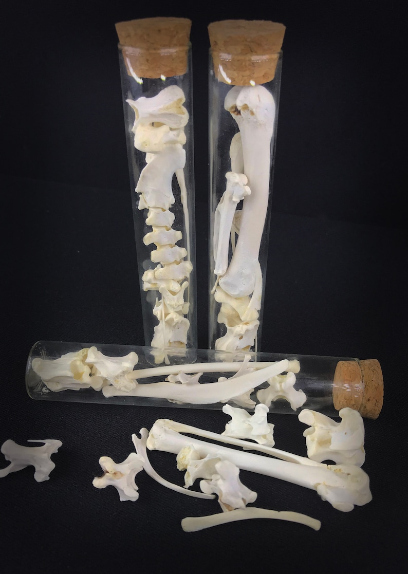 Curiosity Cruelty Free Bones in a Jar Salvaged Taxidermy - Etsy