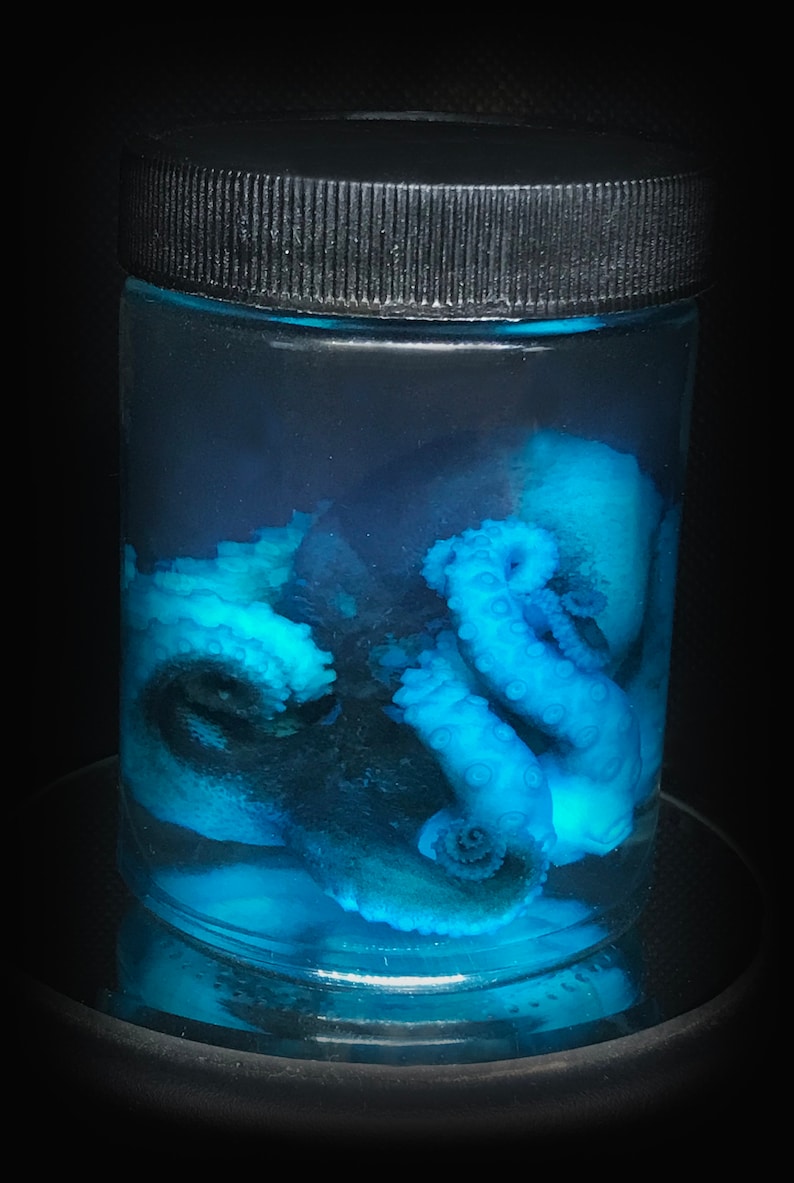 Large BLUE Baby Octopus Rare Wet Specimen Curiosity - Steampunk Décor ...