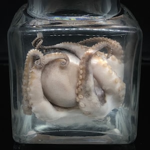 Cute Red Baby Octopus in a Jar - Cruelty Free- Steampunk Décor - Unique ...