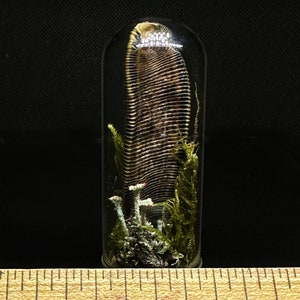 Leech Jar - Oddities Collectors Gift - Real Preserved Leech With ...