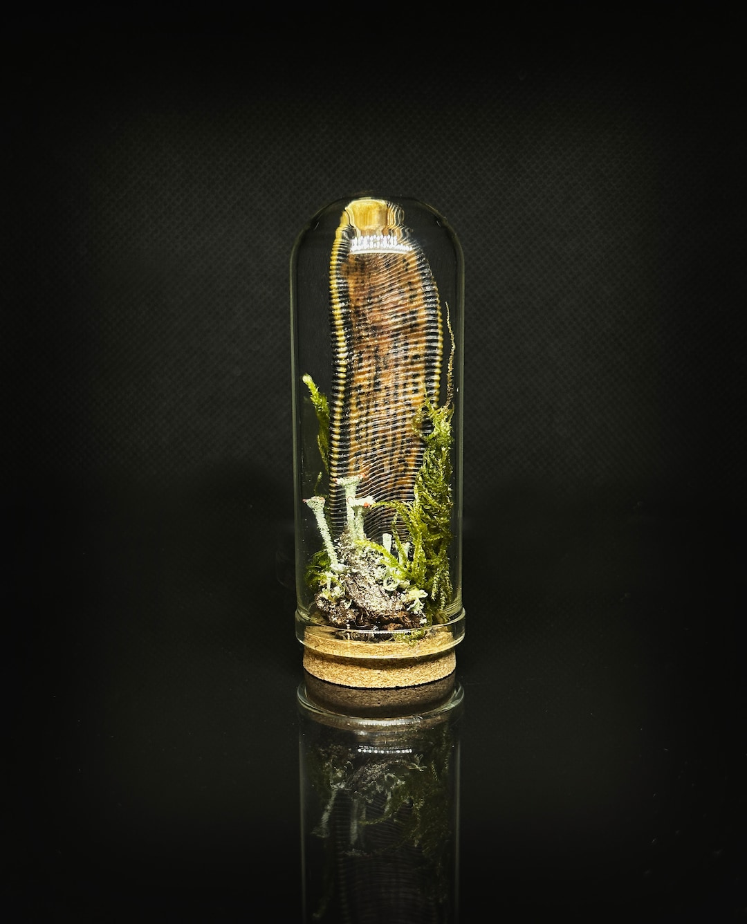 Leech Jar - Oddities Collectors Gift - Real Preserved Leech With ...