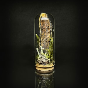 Leech Jar - Oddities Collectors Gift - Real Preserved Leech With ...