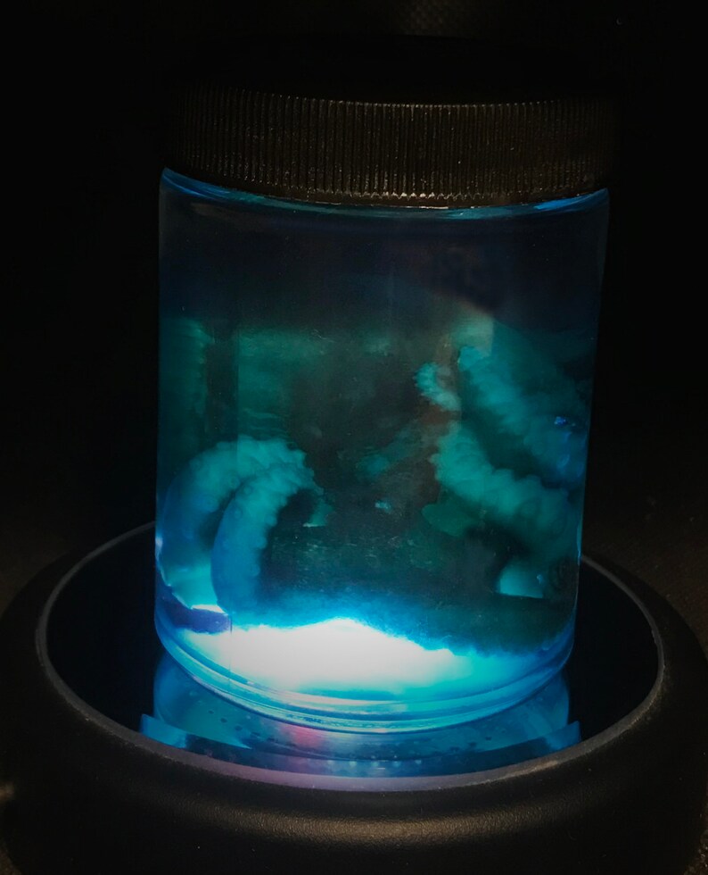 Large BLUE Baby Octopus Rare Wet Specimen Curiosity - Steampunk Décor ...