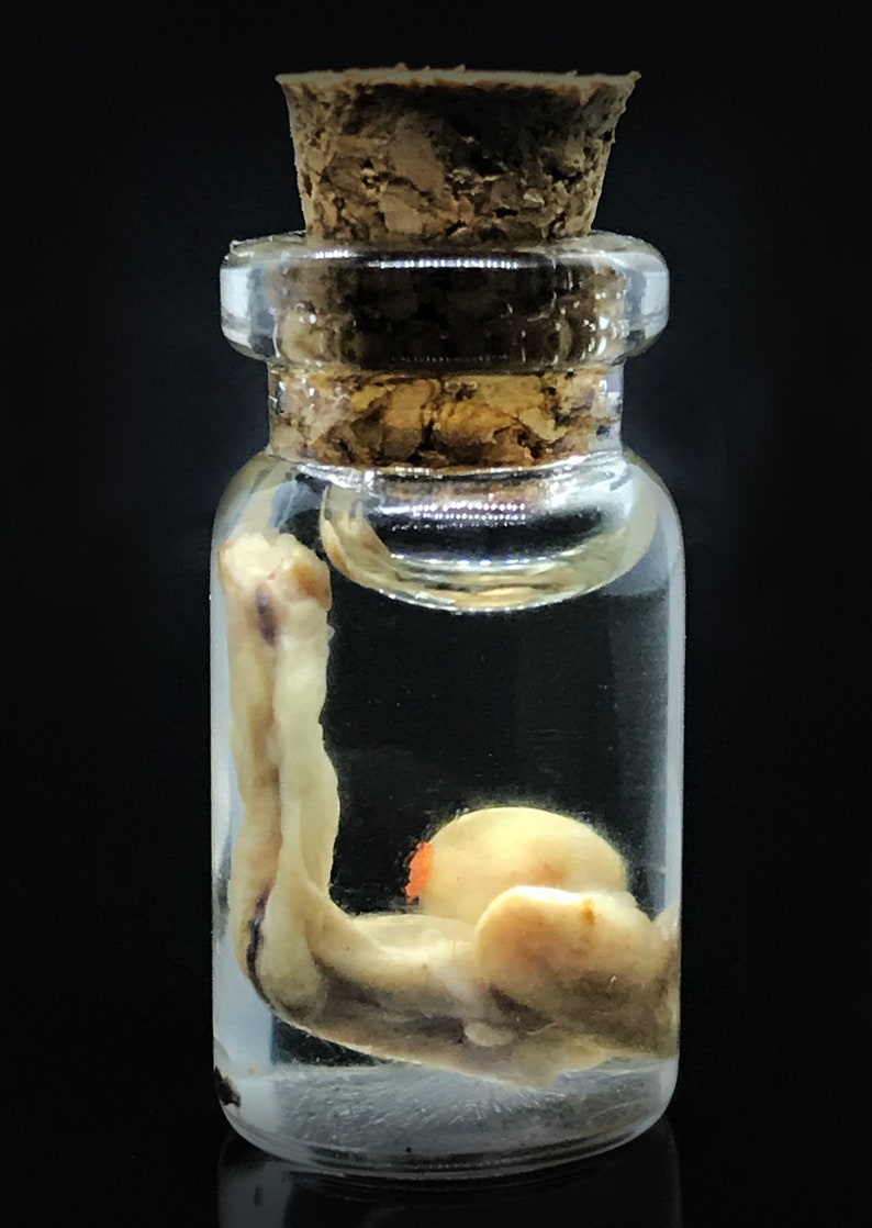 Real Rat Testicles and Penis- Wiccan Ingredients-curiosities-taxidermy ...